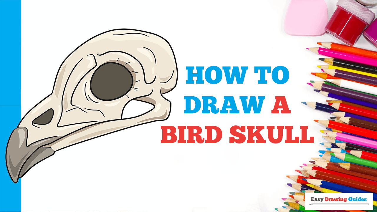 how to draw a crow skull