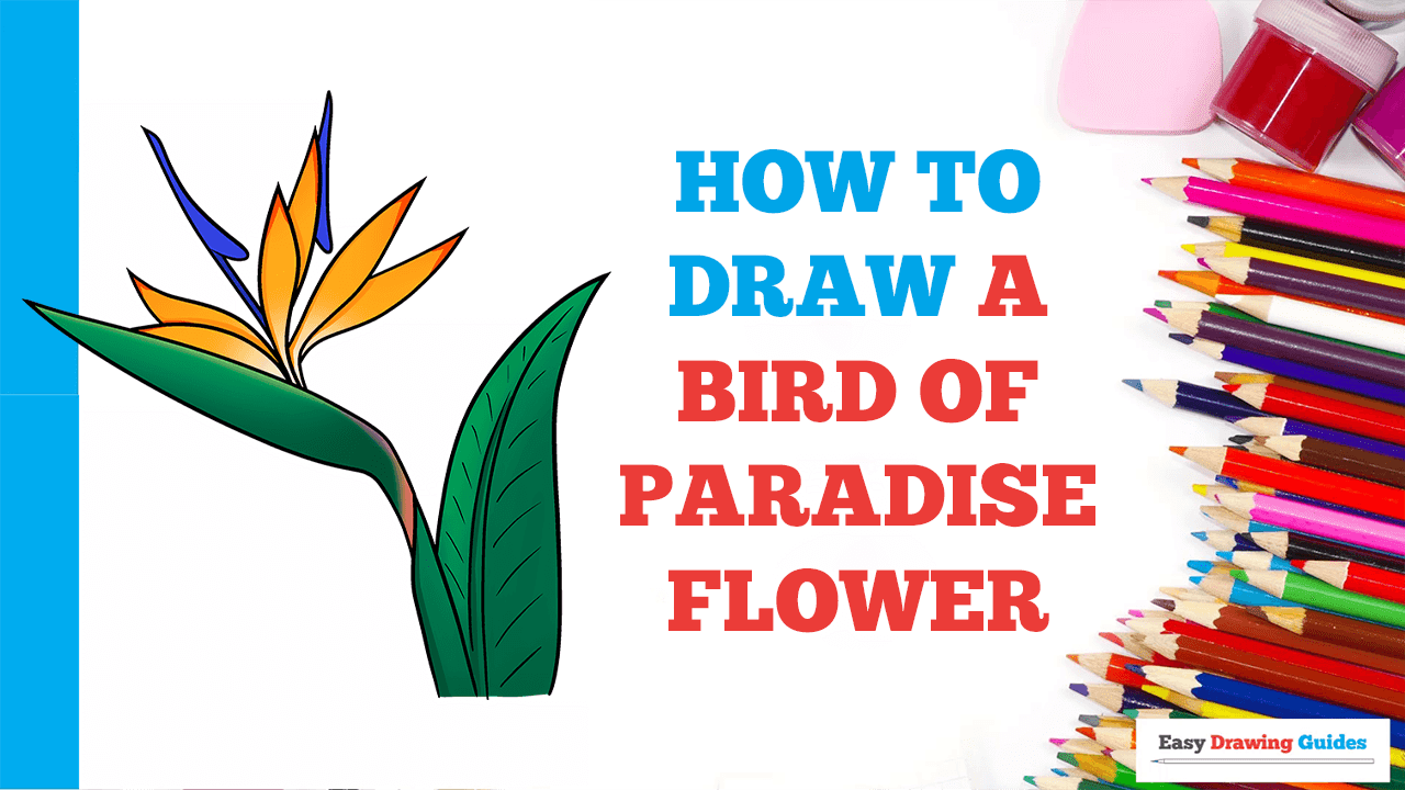 how to draw bird of paradise plant