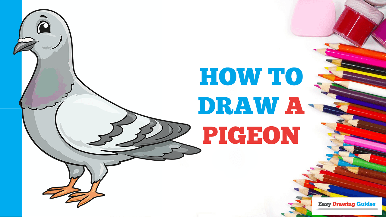 how to draw a rock dove
