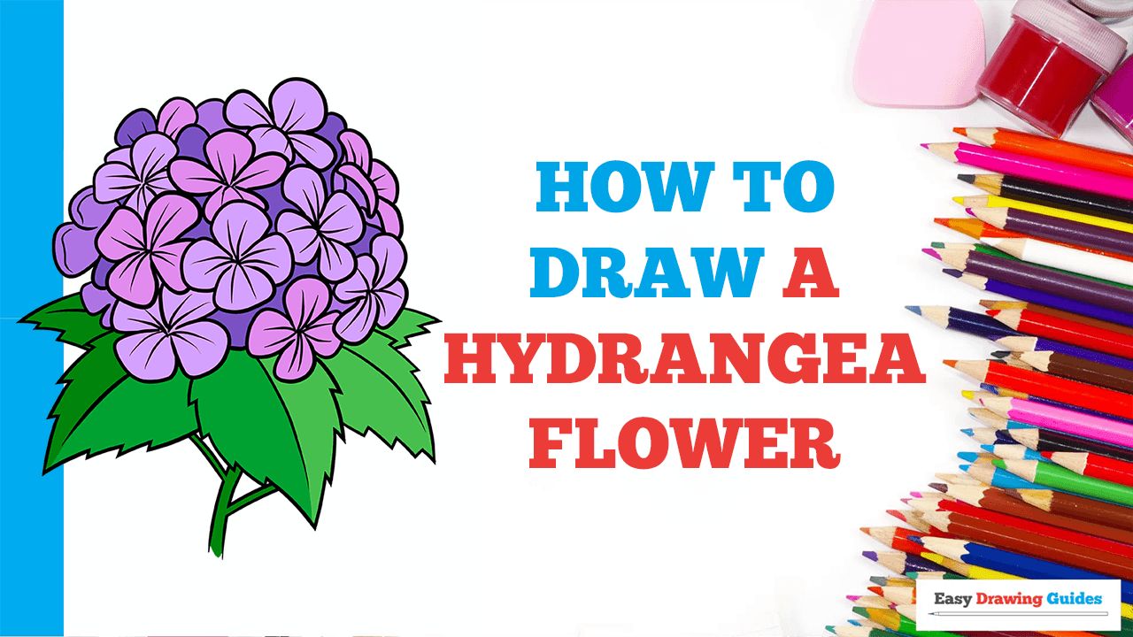 how to draw hydrangea flowers