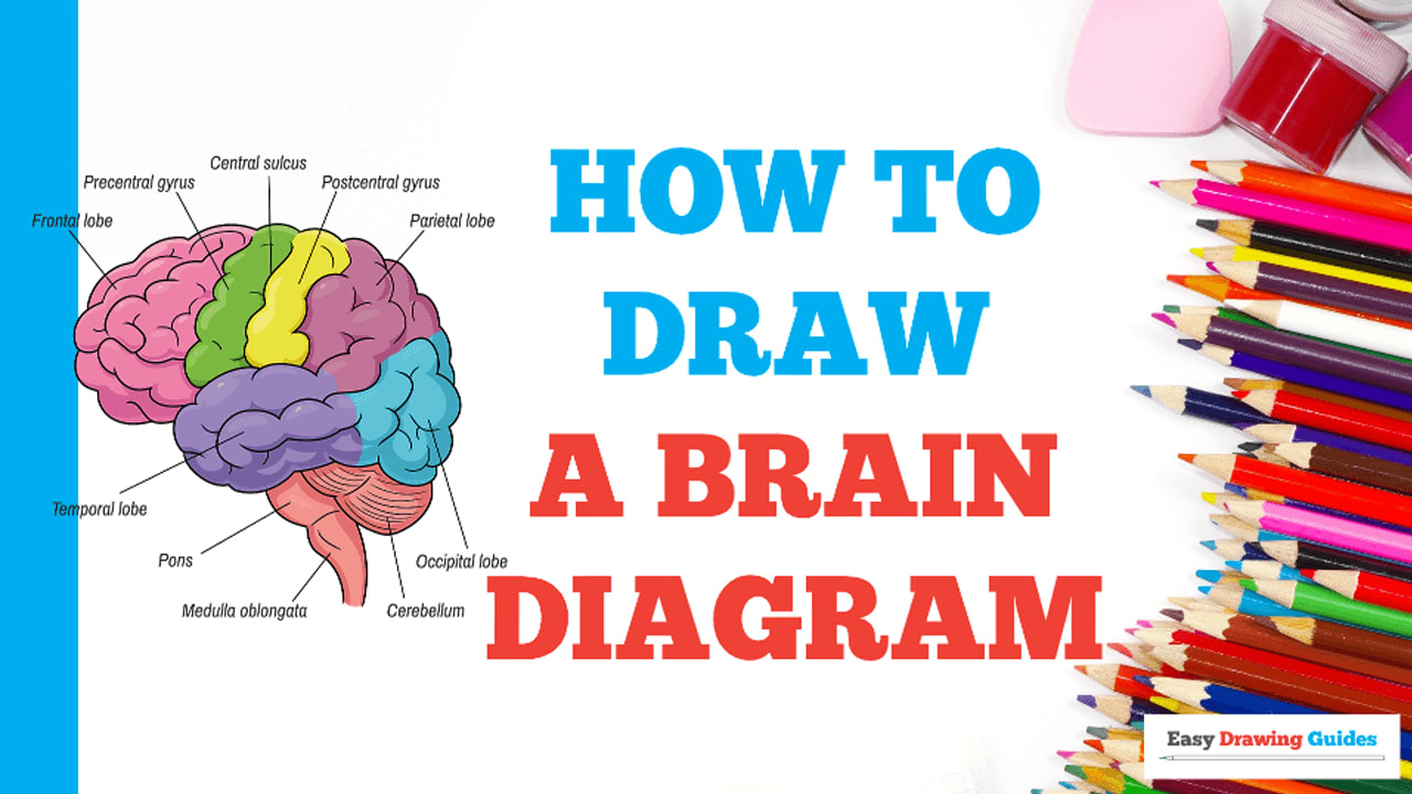 how to draw human brain diagram