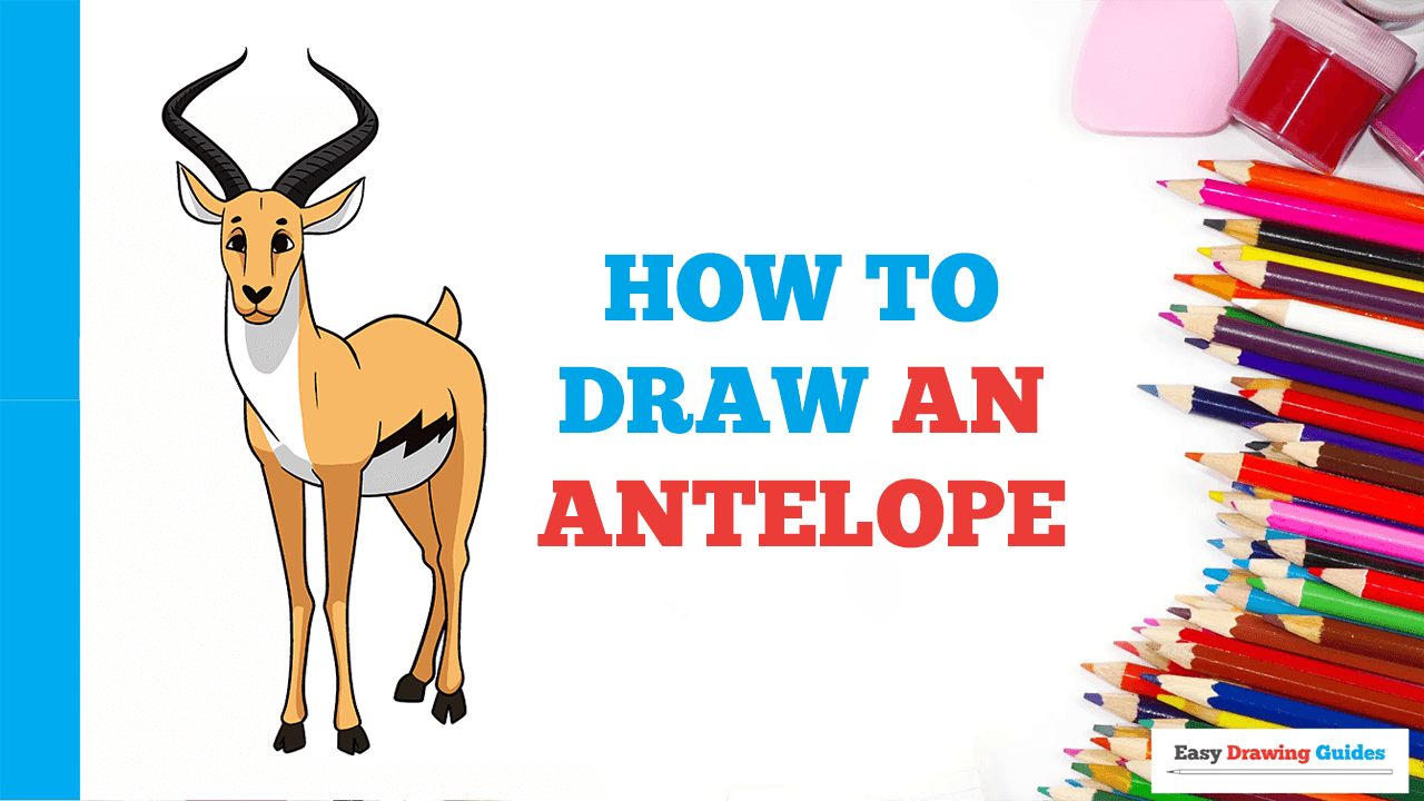 drawing antelope