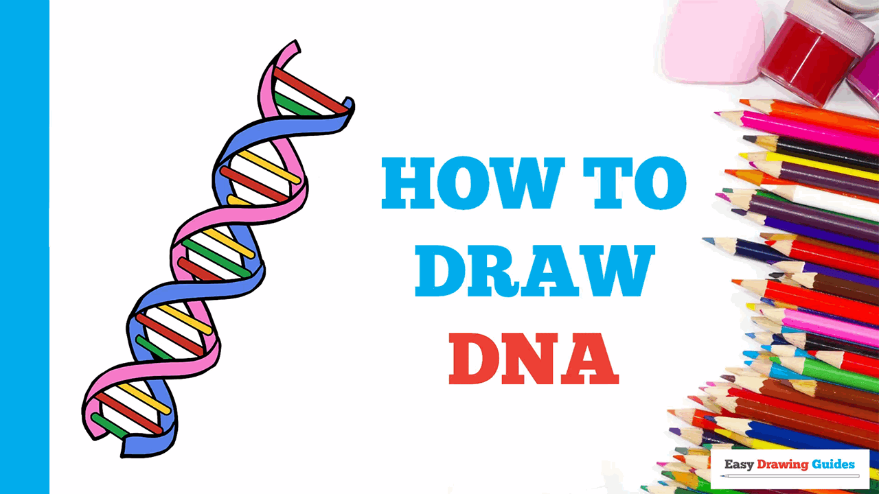 dna drawing