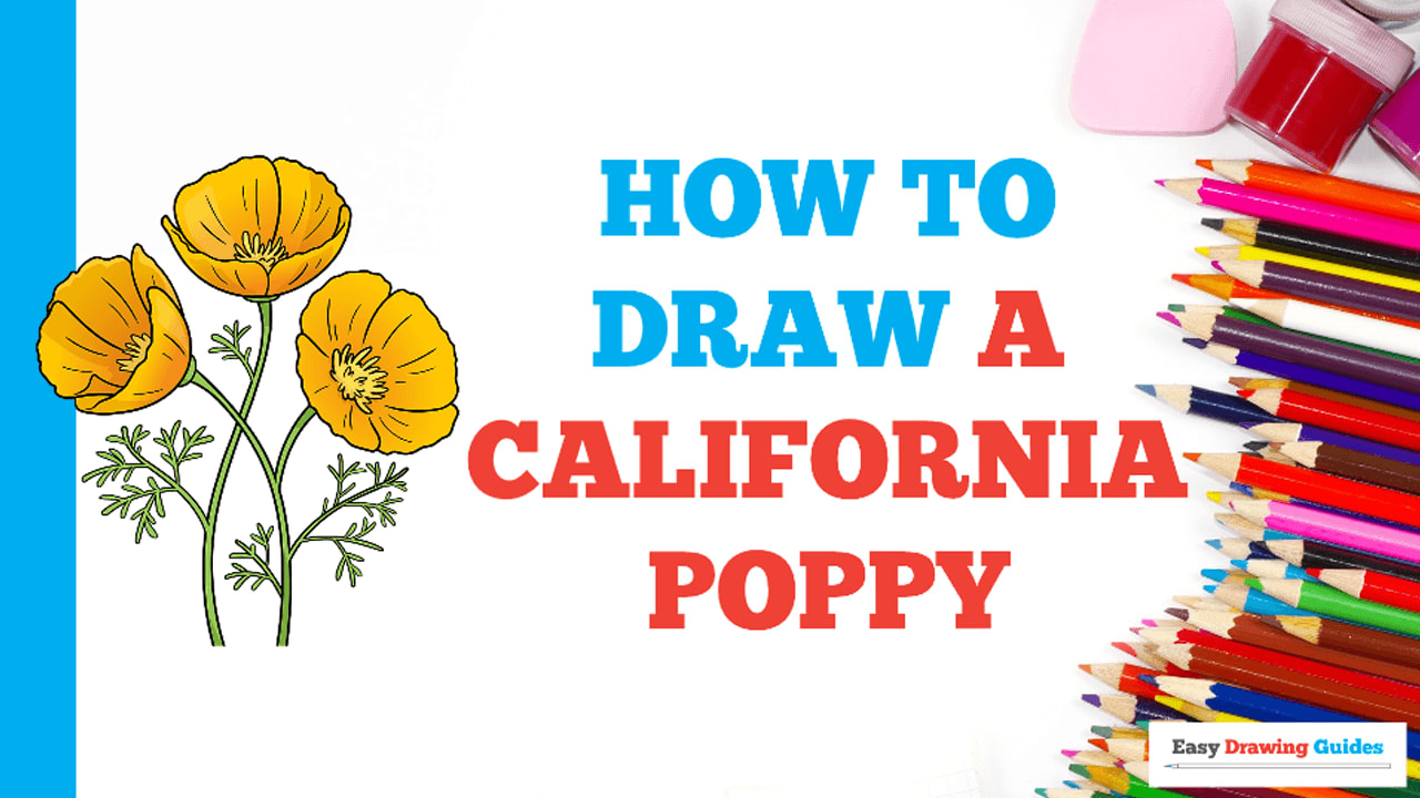 how to draw poppy leaves