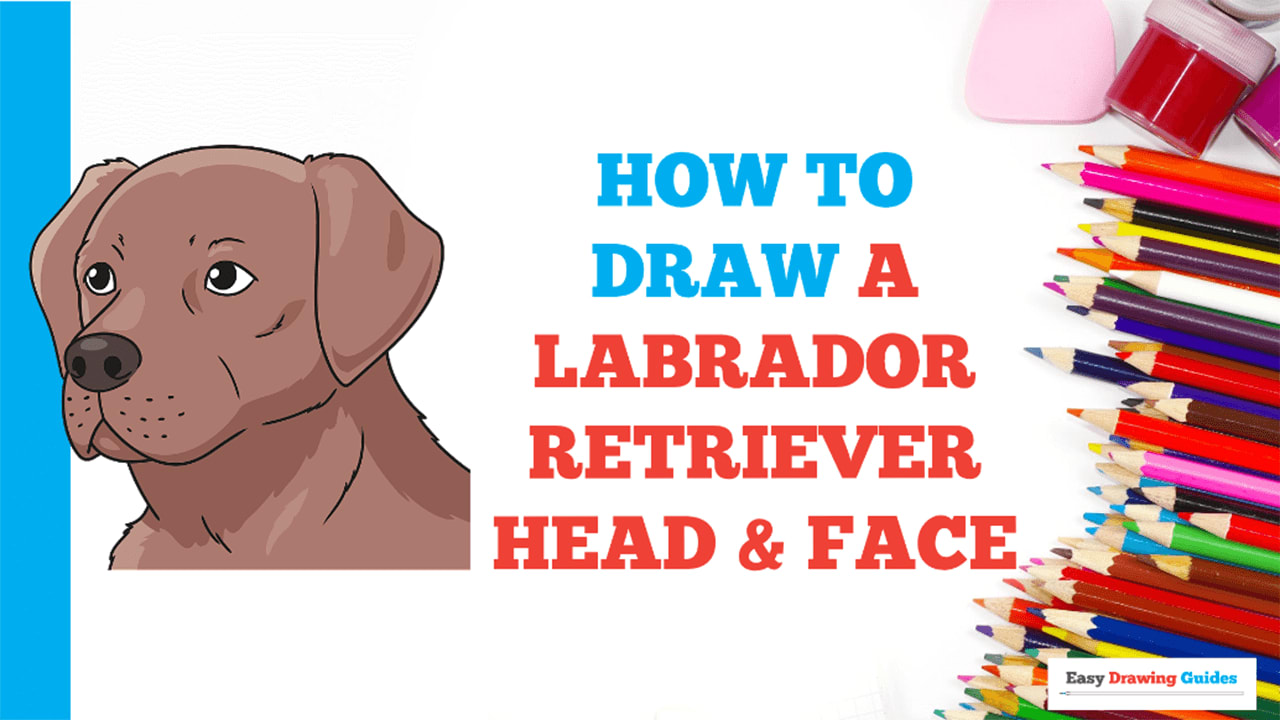 how to draw a realistic labrador face step by step