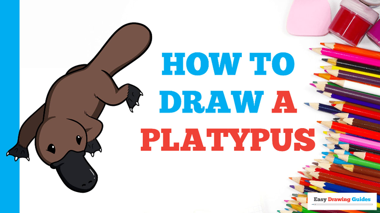 platypus drawing