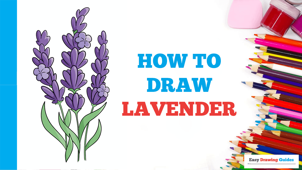 how to draw a lavender rose