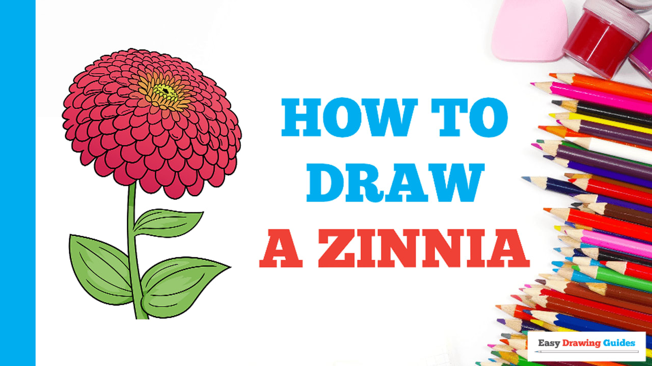 how to draw a zinnia flower step by step