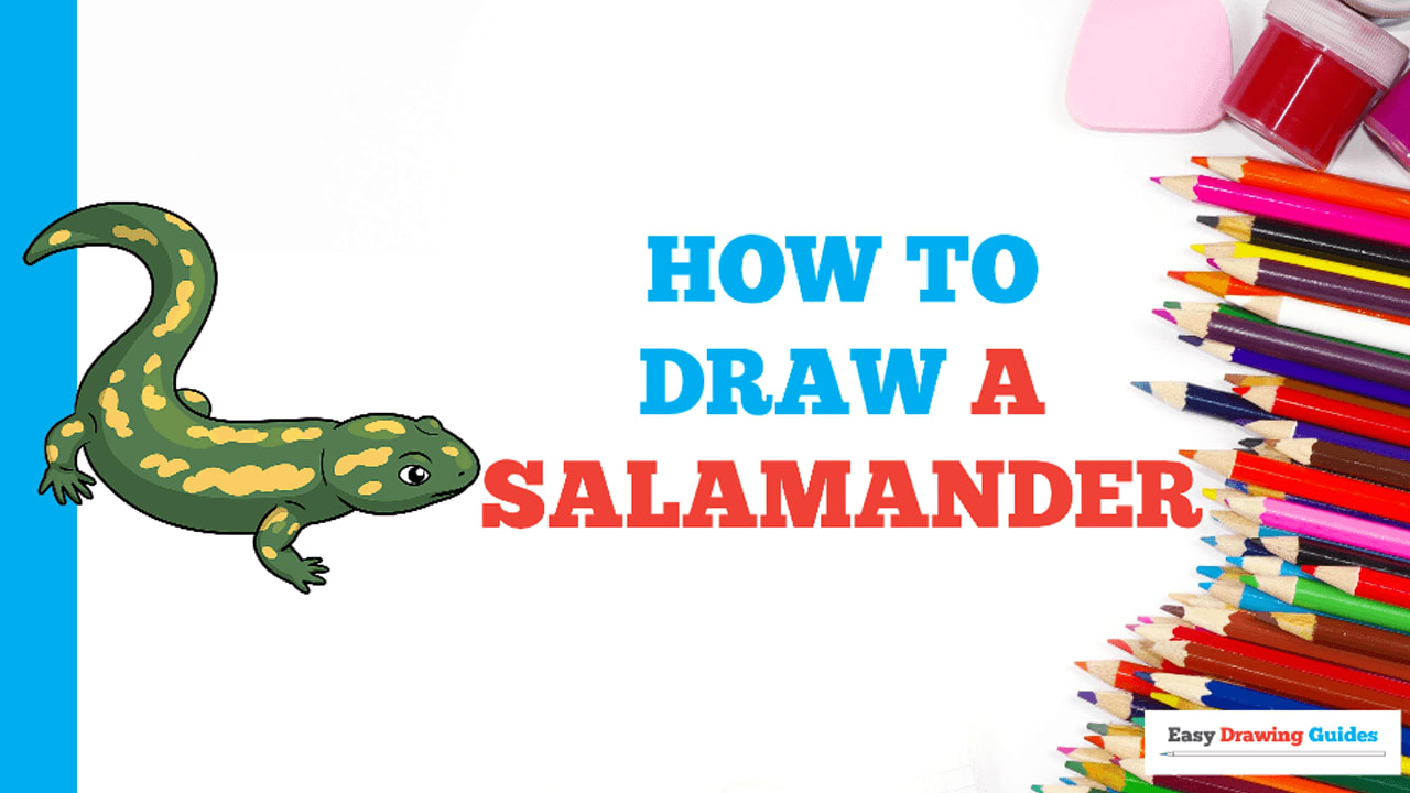 salamander drawing easy