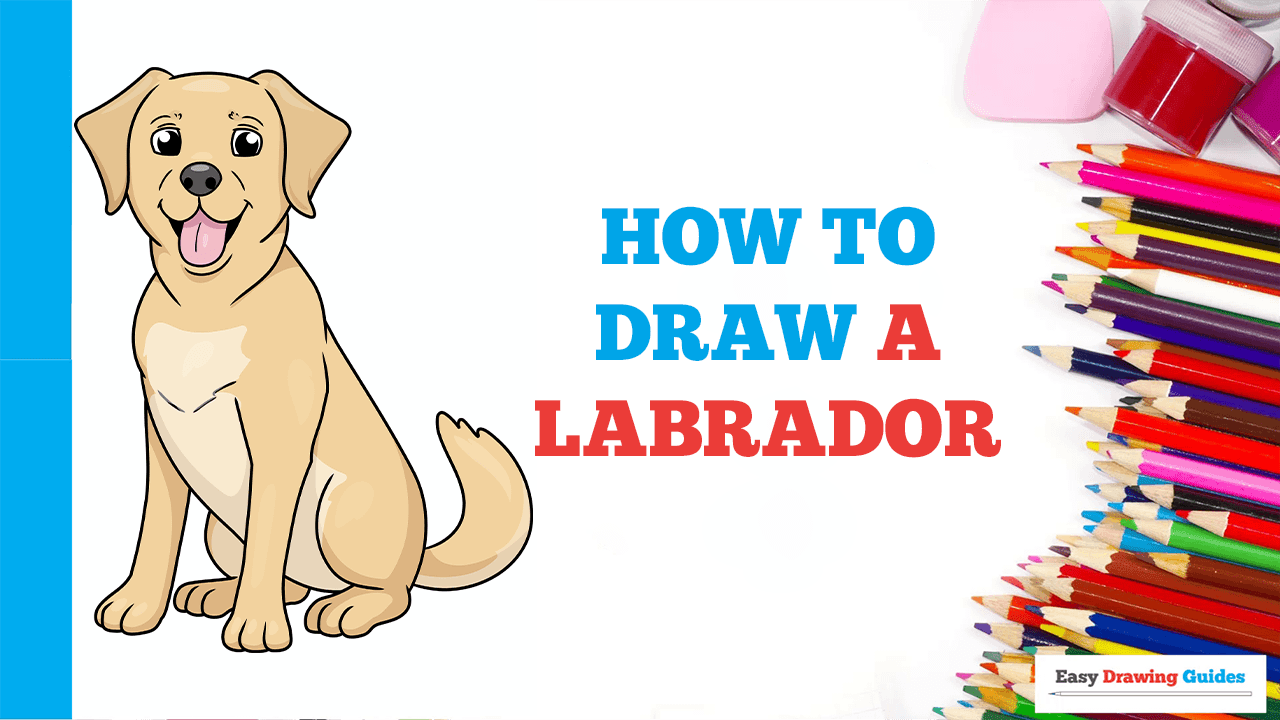 how to draw dog labrador