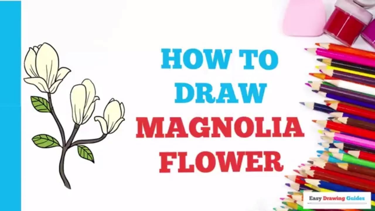 magnolia flower drawing tutorial