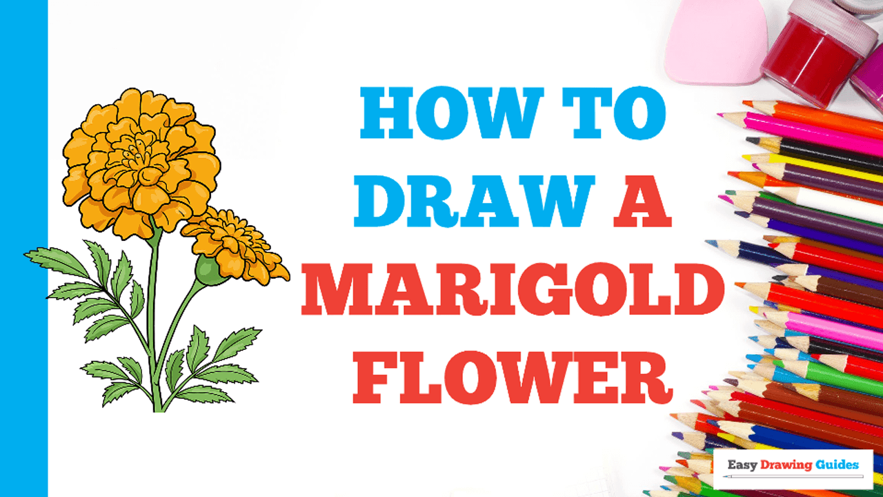 how to draw marigold flowers