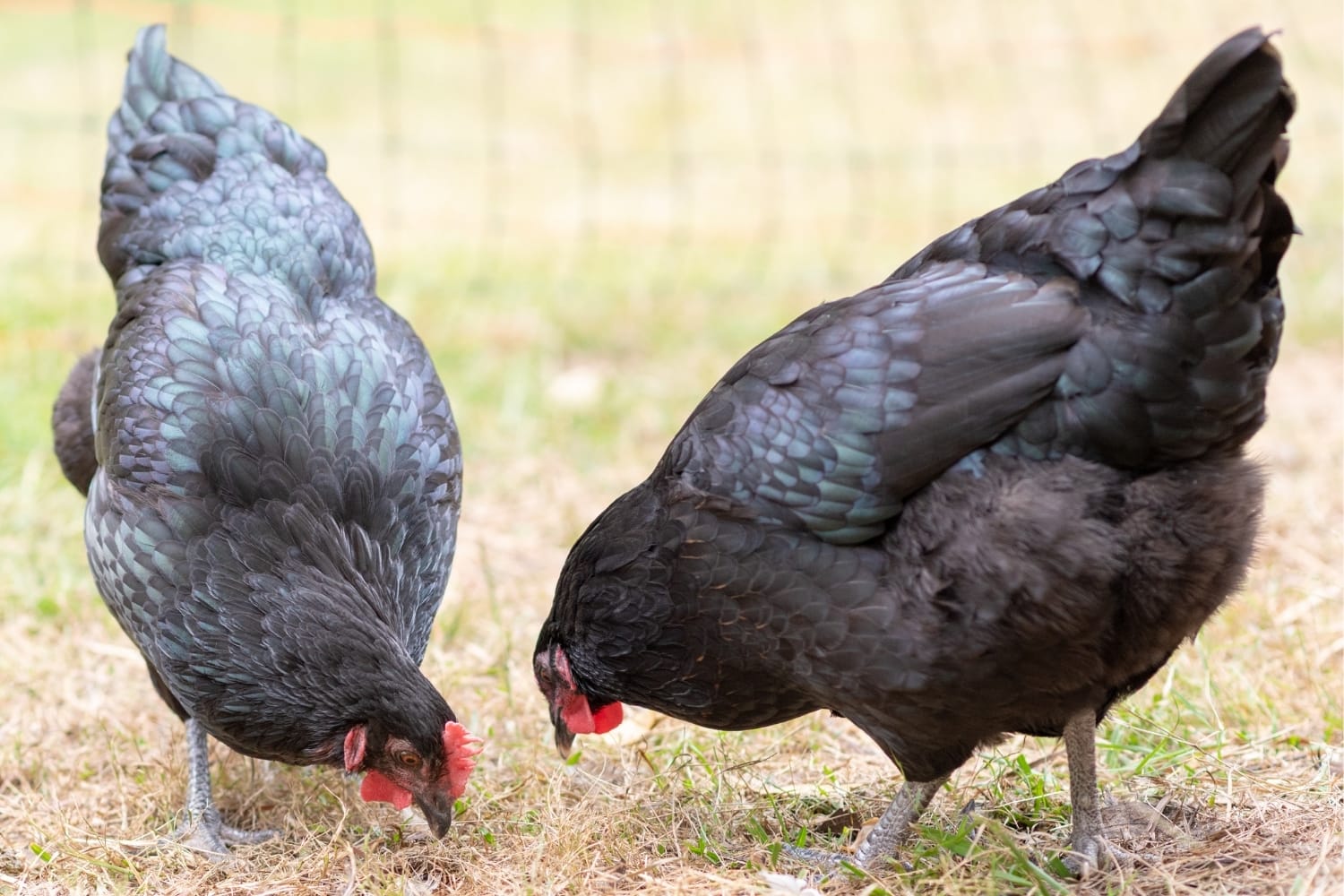black australorp eggs