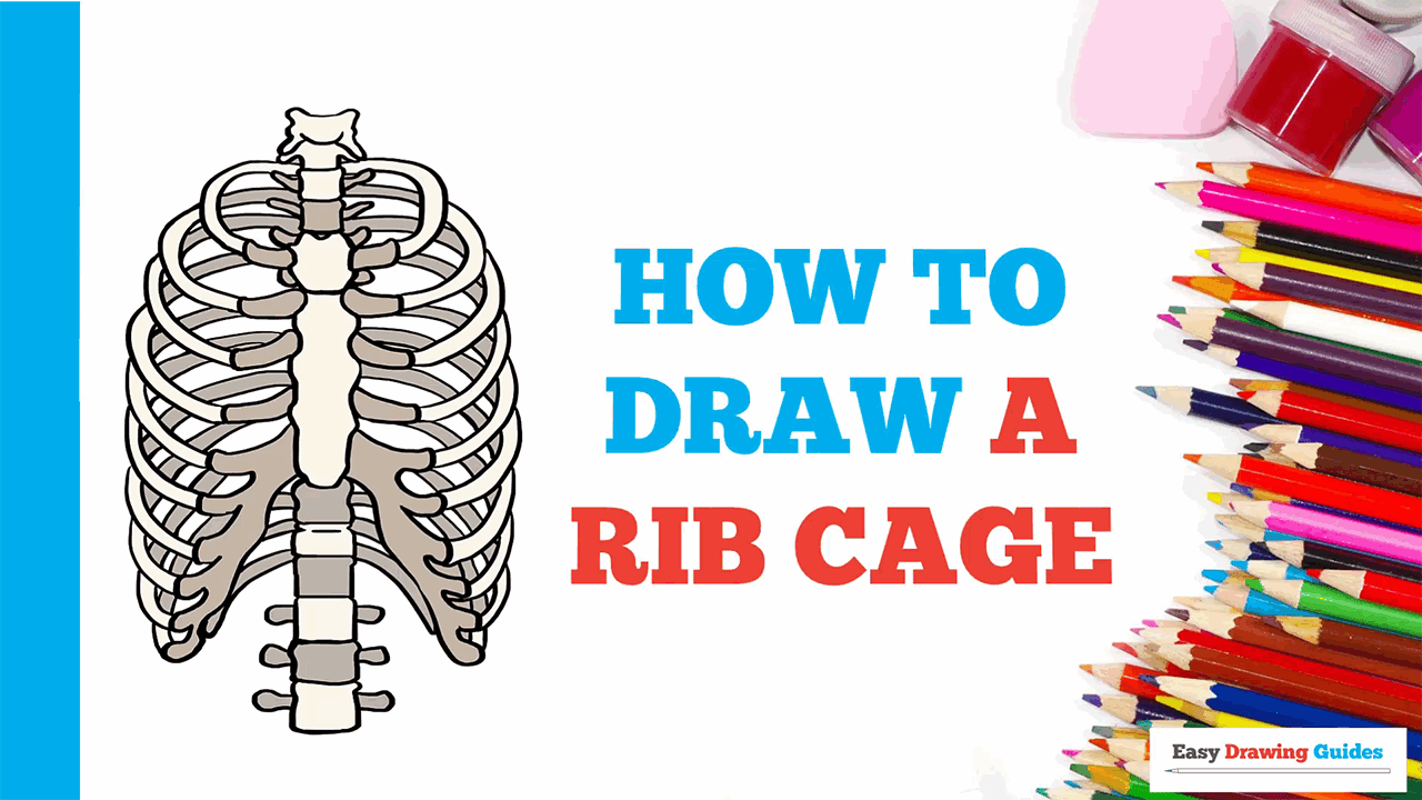 how to draw human rib cage
