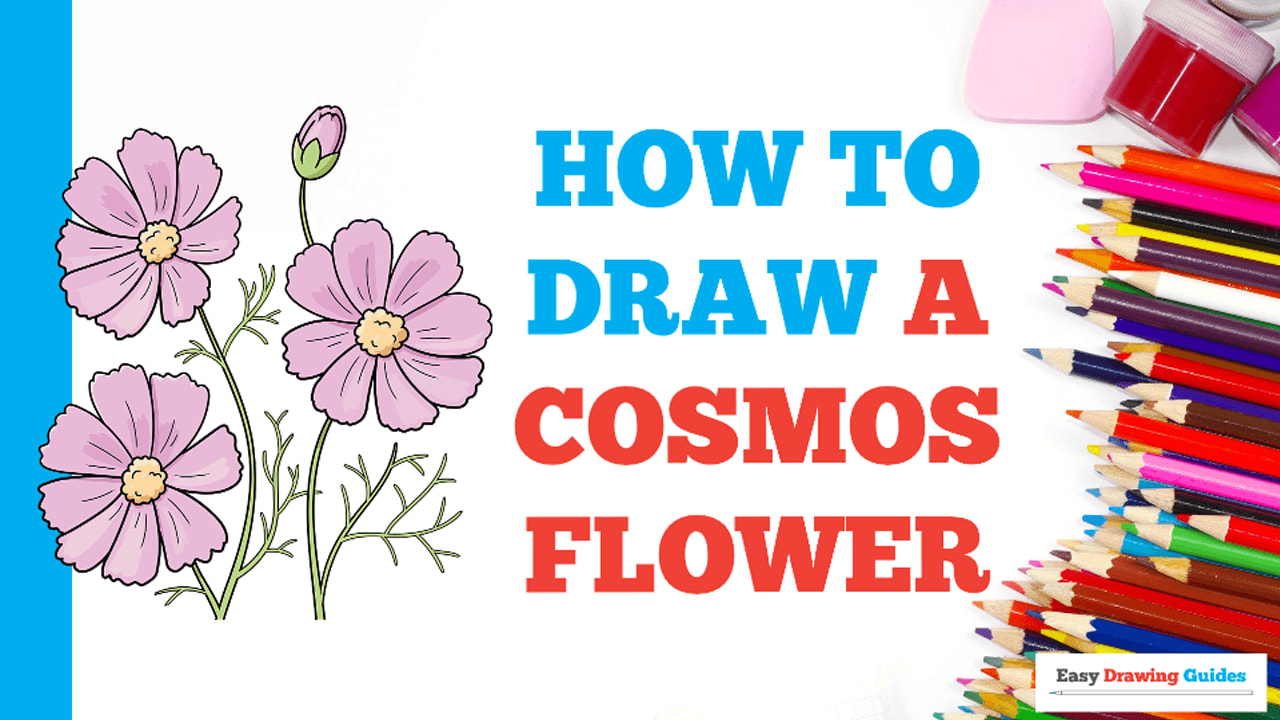 how to draw cosmos flowers