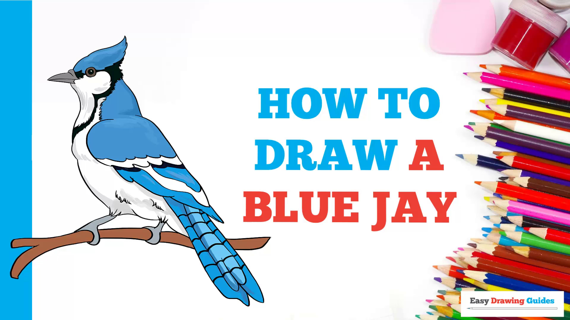 blue jay drawing tutorial