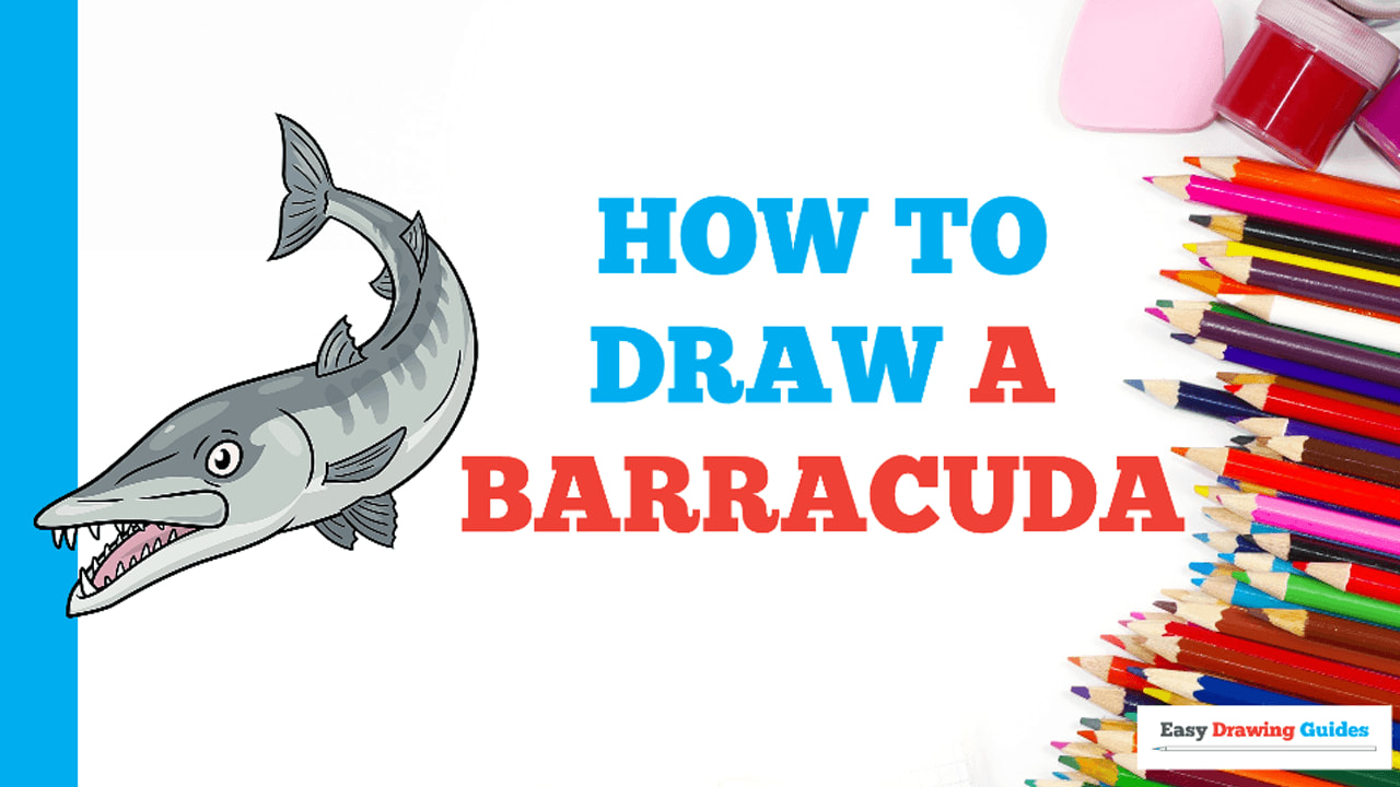 how to draw a barracuda