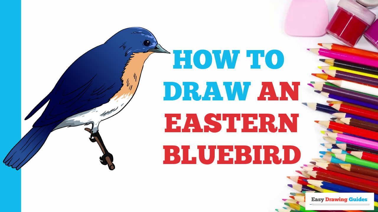 simple bluebird drawing