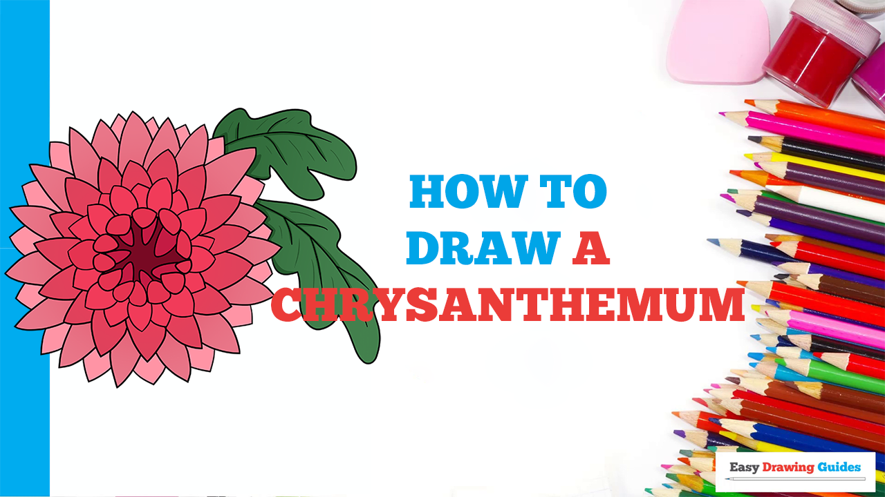 chrysanthemum drawing tutorial