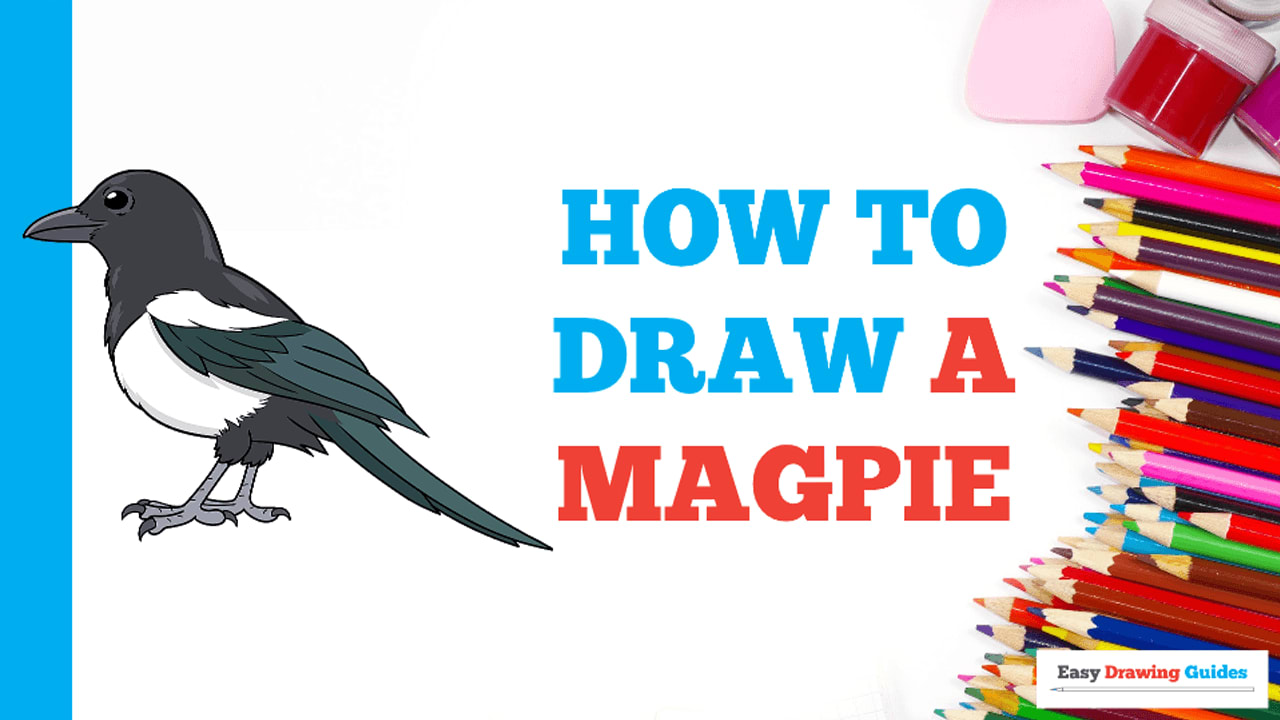 how to draw magpie bird