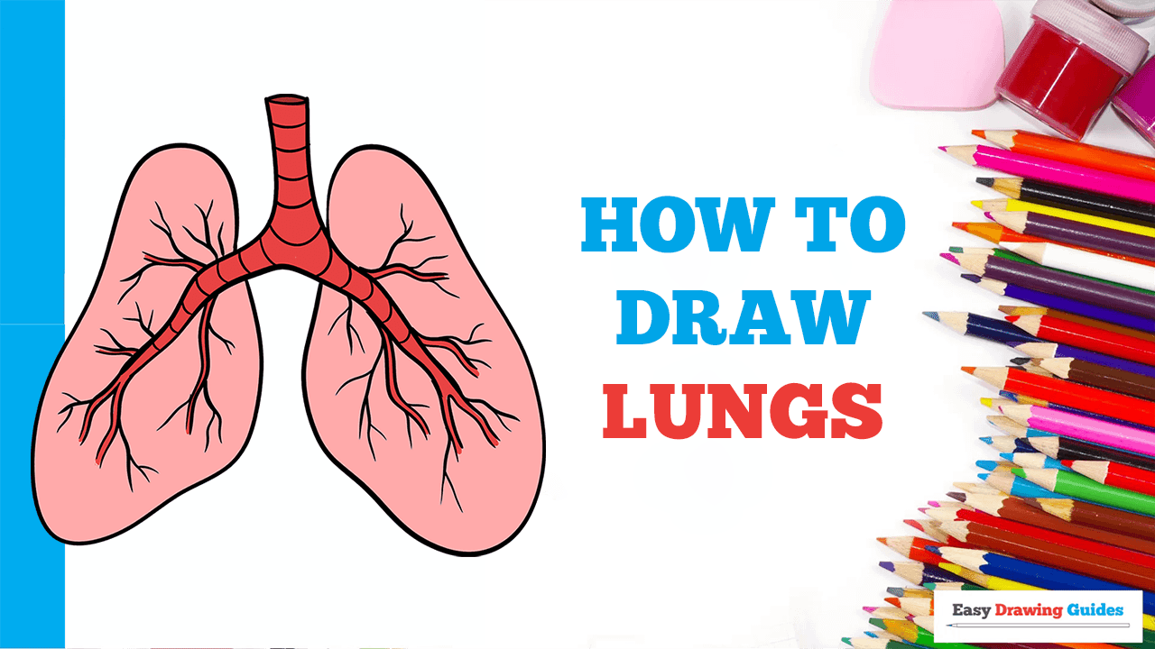 how to draw cartoon lungs