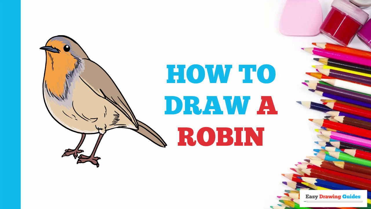 how to draw a robin tutorial