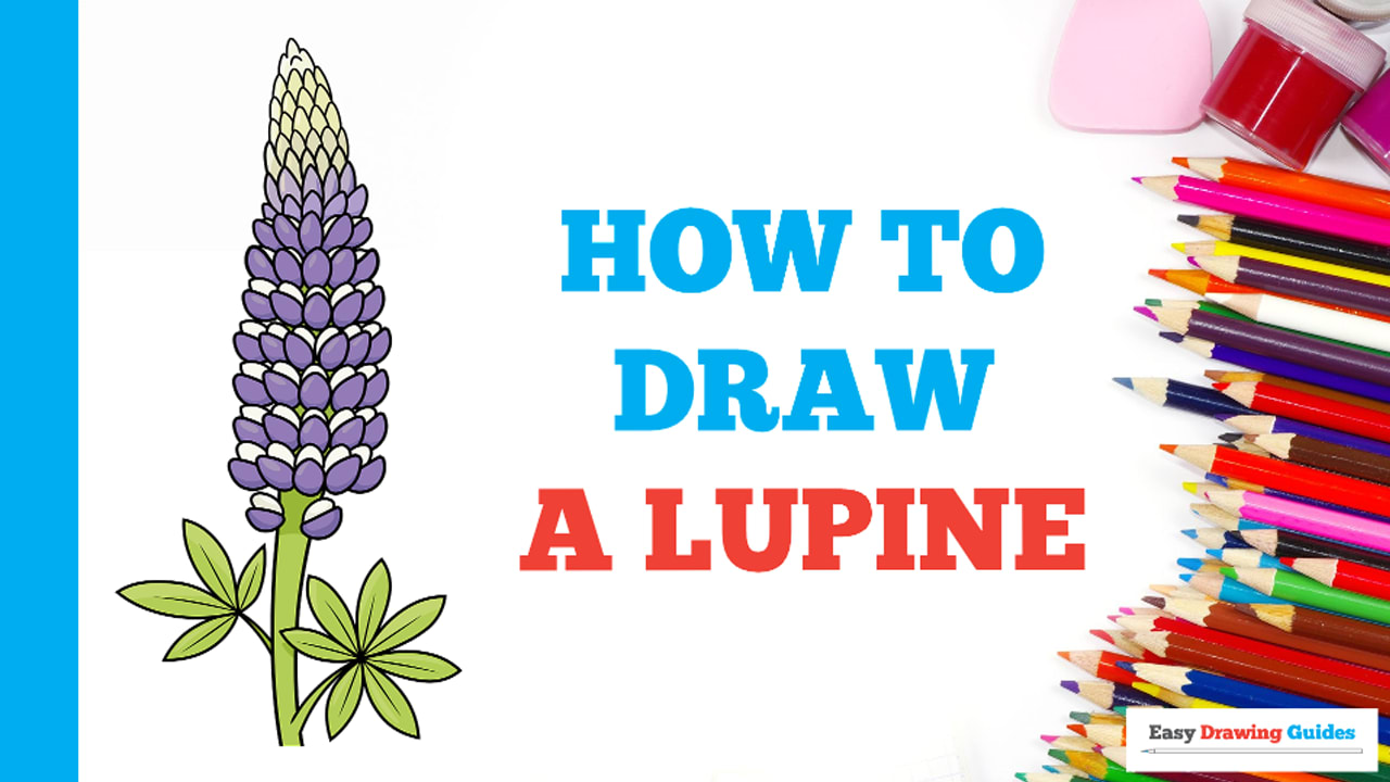 how to draw lupine flowers
