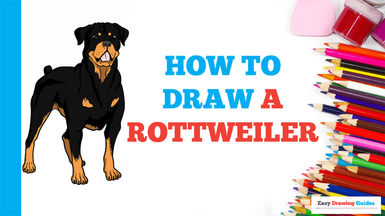 how to draw rottweiler dog step by step