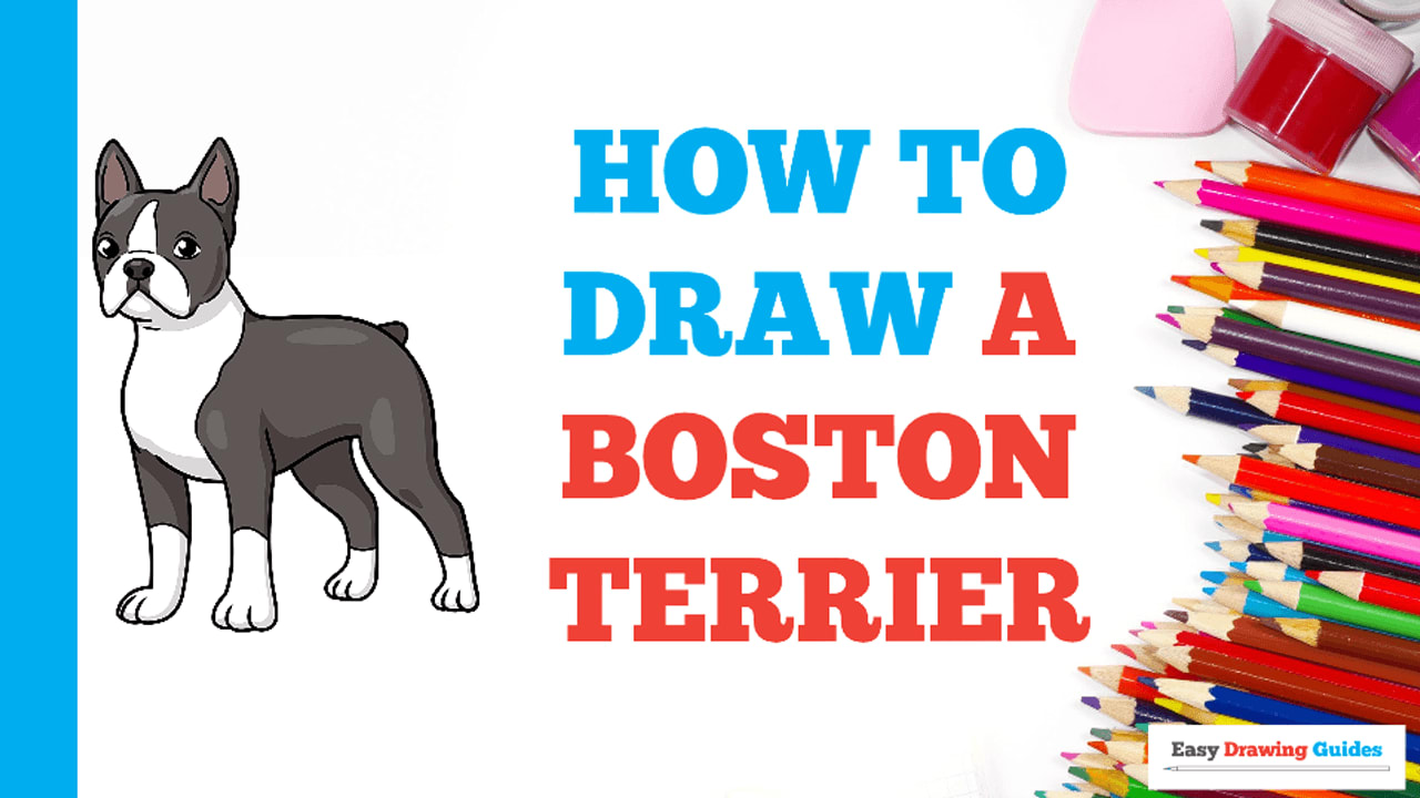 boston terrier drawing tutorial
