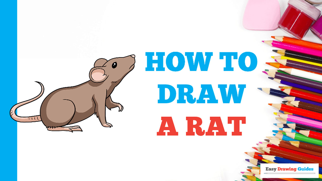 how to draw a rat easy step by step
