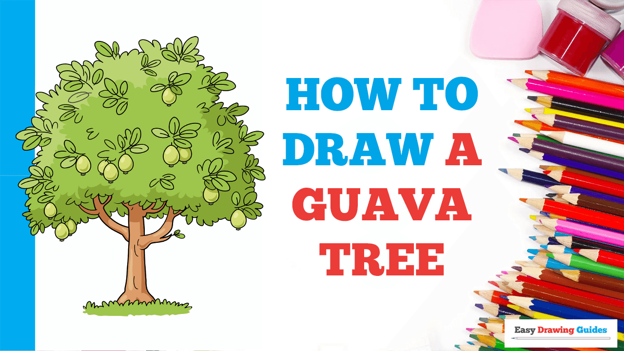 guava fruit tree drawing
