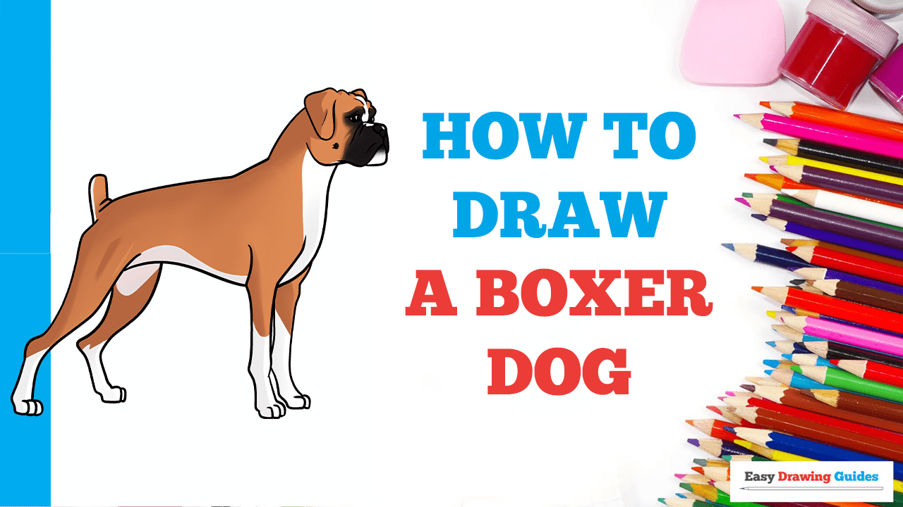 how to draw a puppy boxer