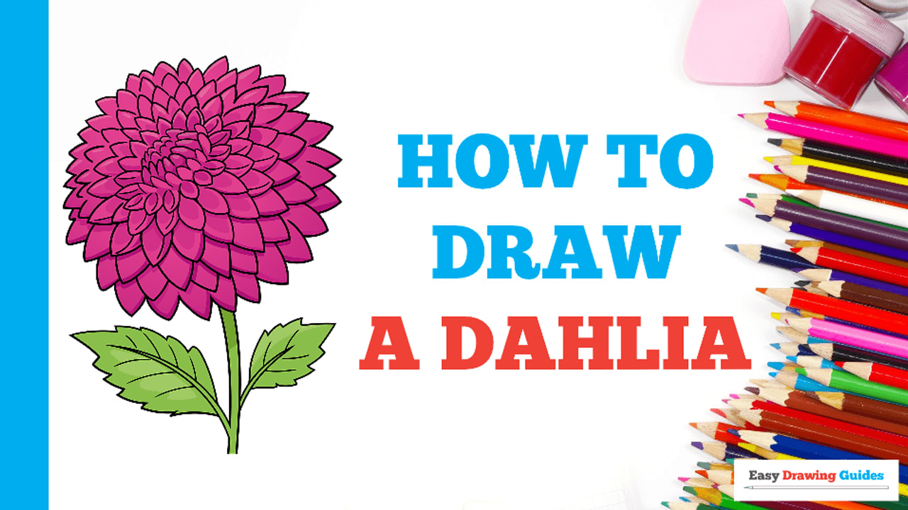 how to draw dahlia flowers