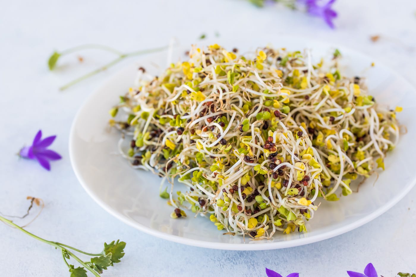 how to make broccoli sprouts at home