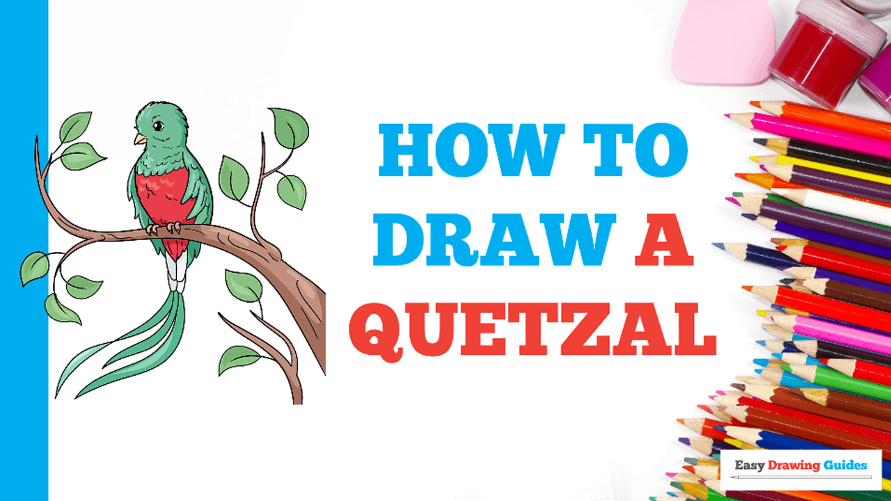 how to draw a quetzal bird easy