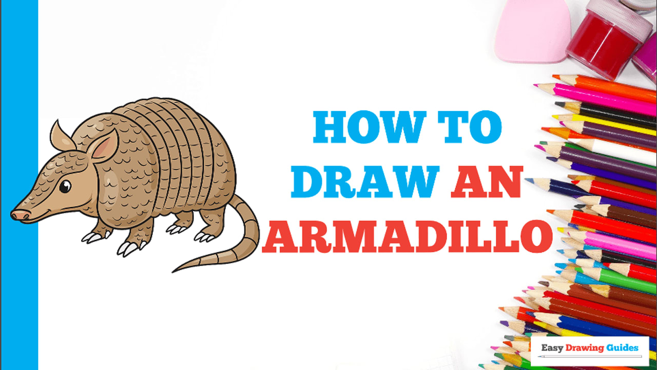 armadillo drawing reference