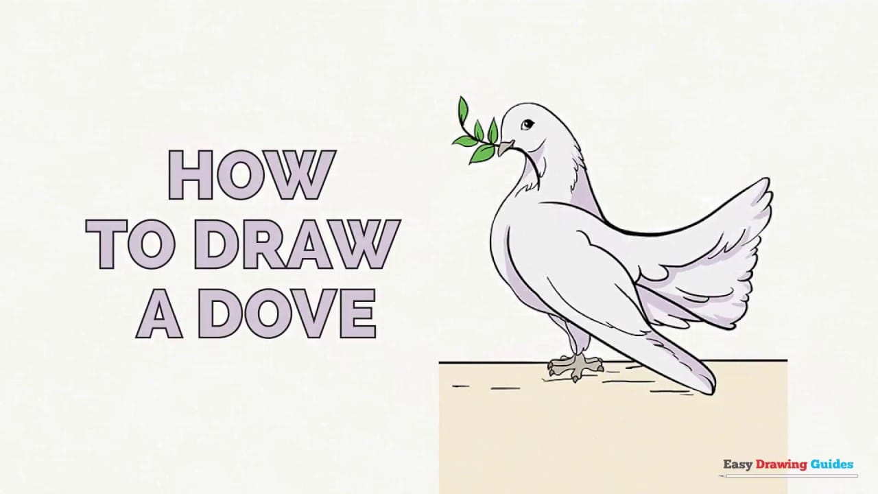 how to draw dove bird