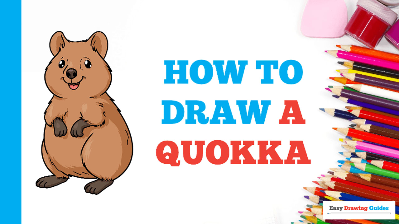 how to draw a baby quokka