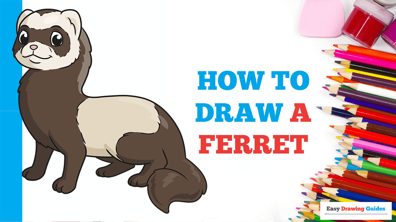 how to draw ferret ears