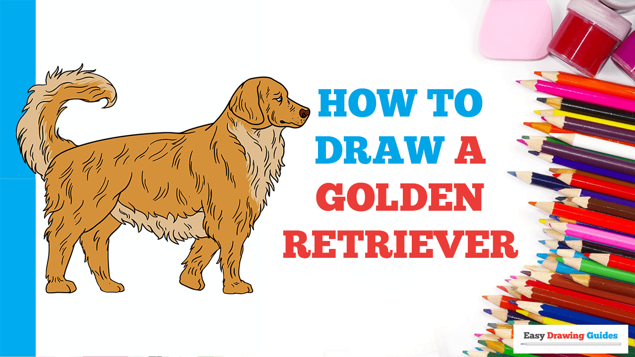 how to draw golden retriever