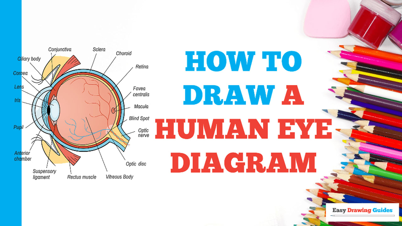 How To Draw Human Eye Diagram Eye Diagram Step By Step