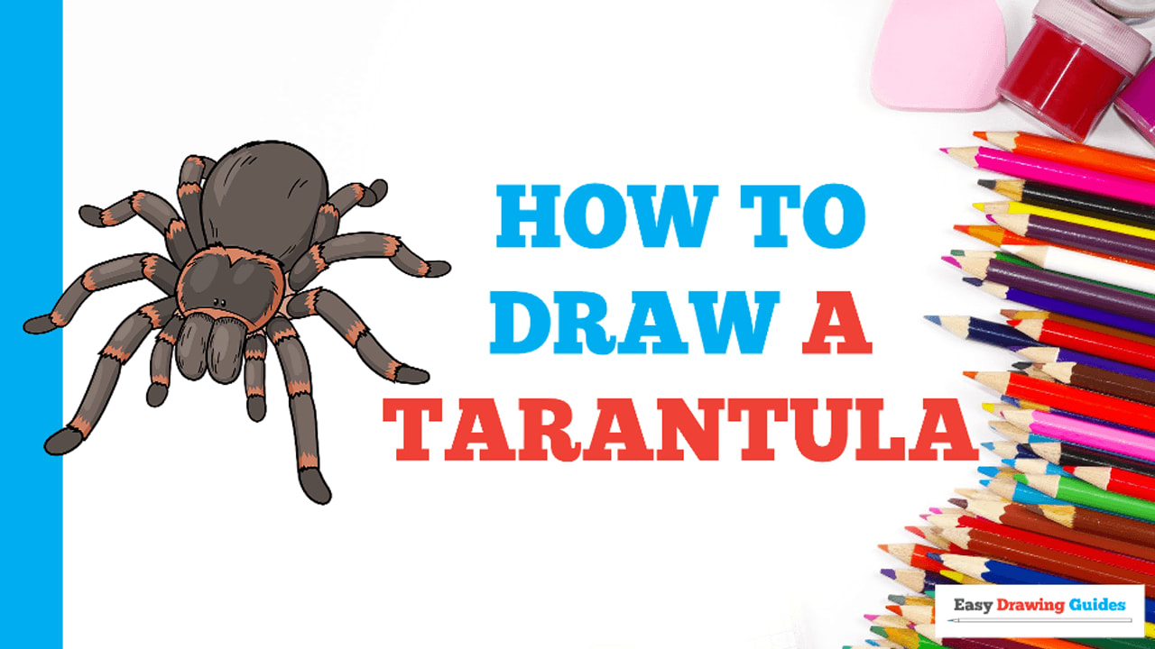 tarantula drawing reference