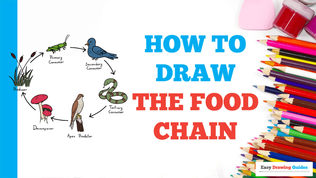 Easy Food Chain Food Chain Kid's Corner
