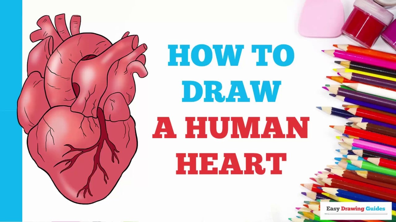 how to draw a human heart easily