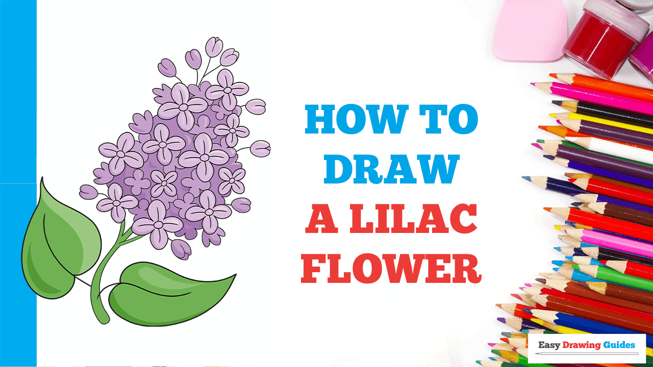 how to draw lilac flowers