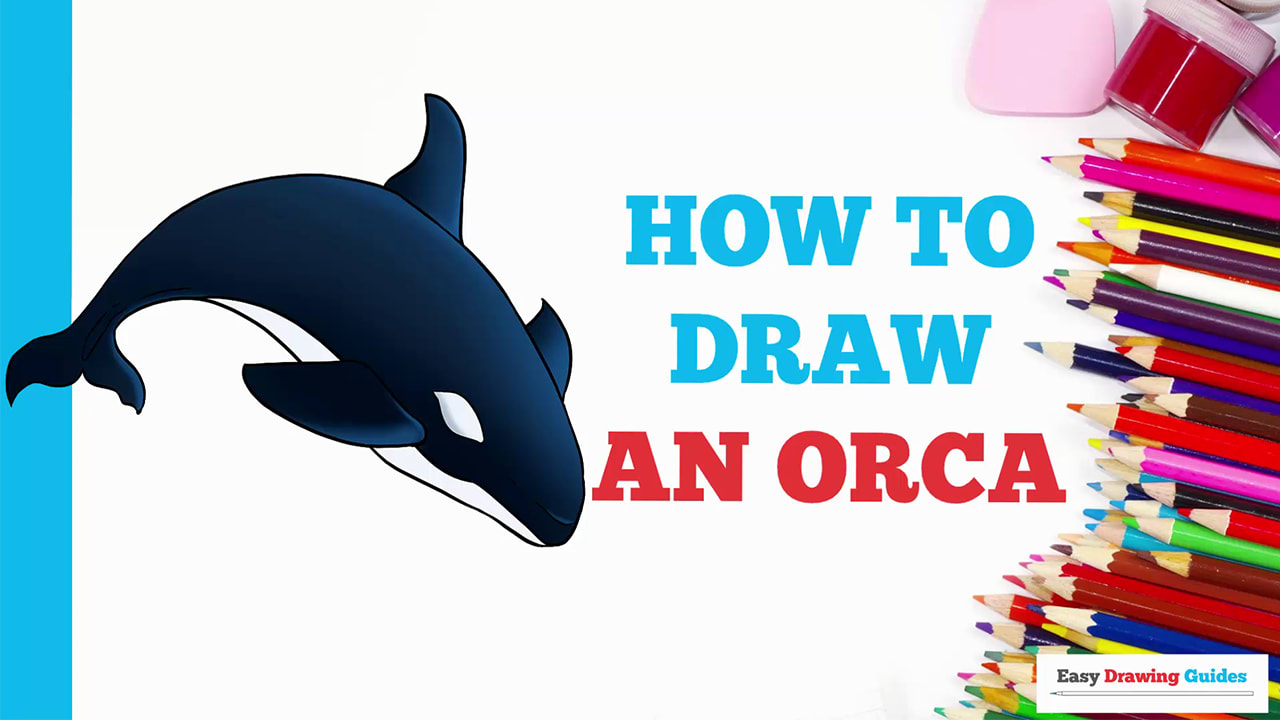 How To Draw Orca Step By Step
