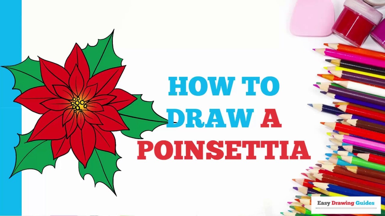 how to draw poinsettia flowers
