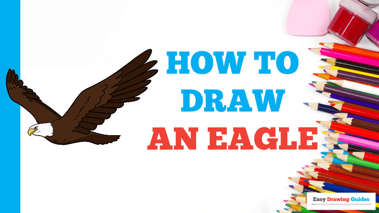 how to draw eagles for beginners