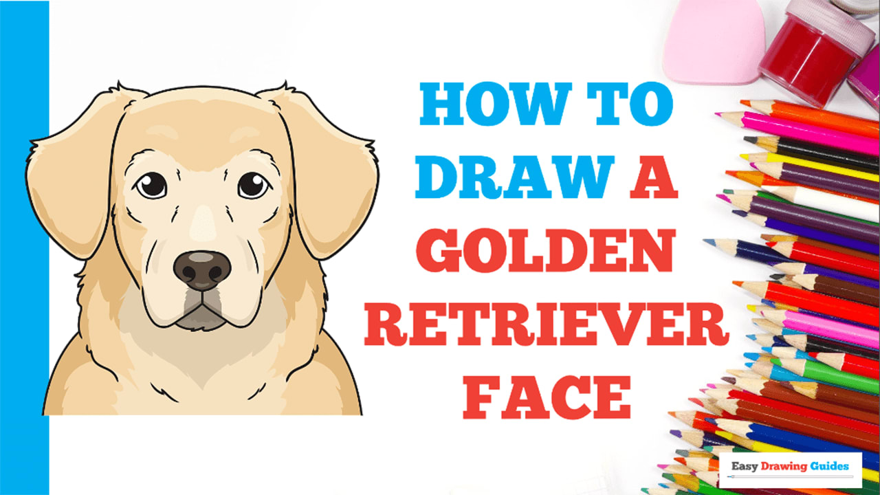 how to draw a puppy golden retriever