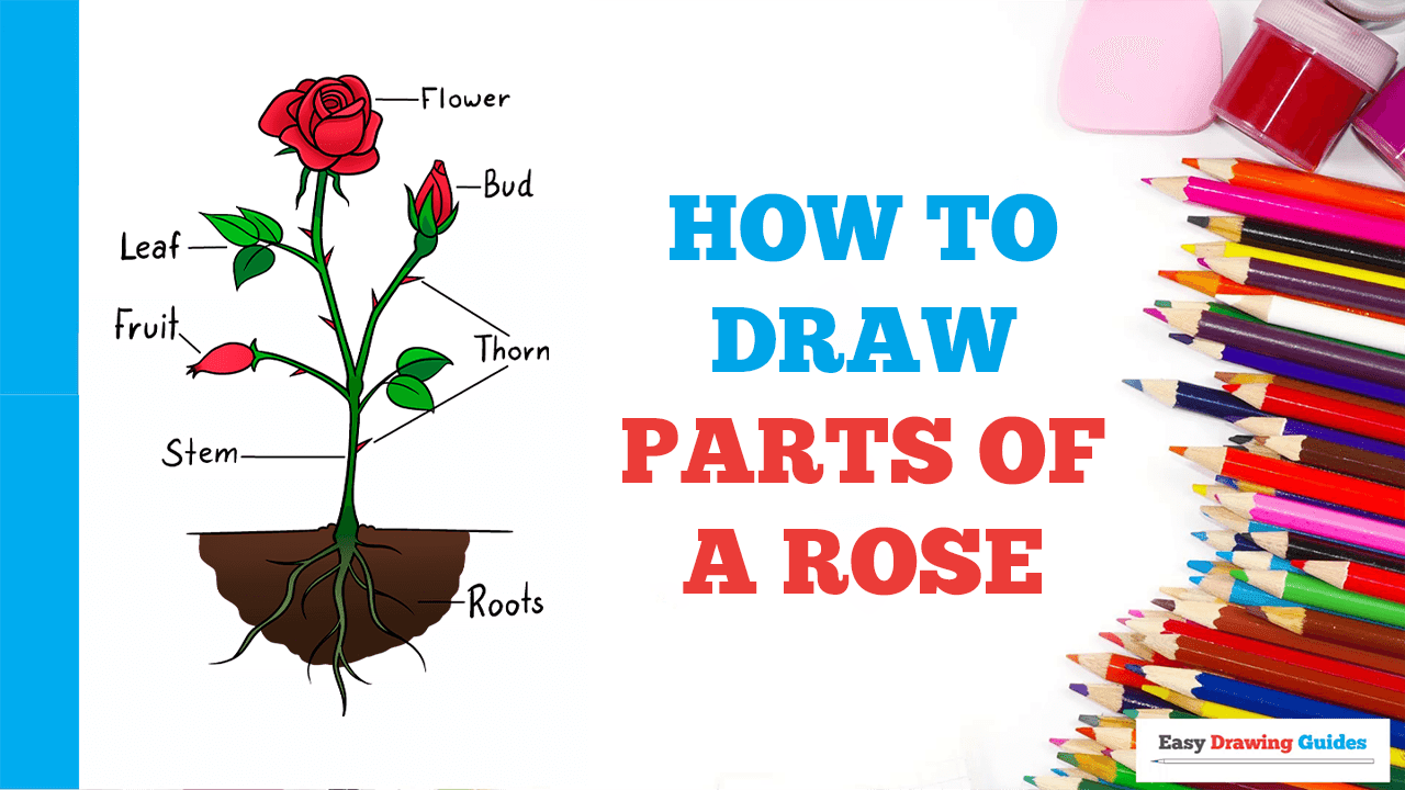 how to draw a leaf and label its parts